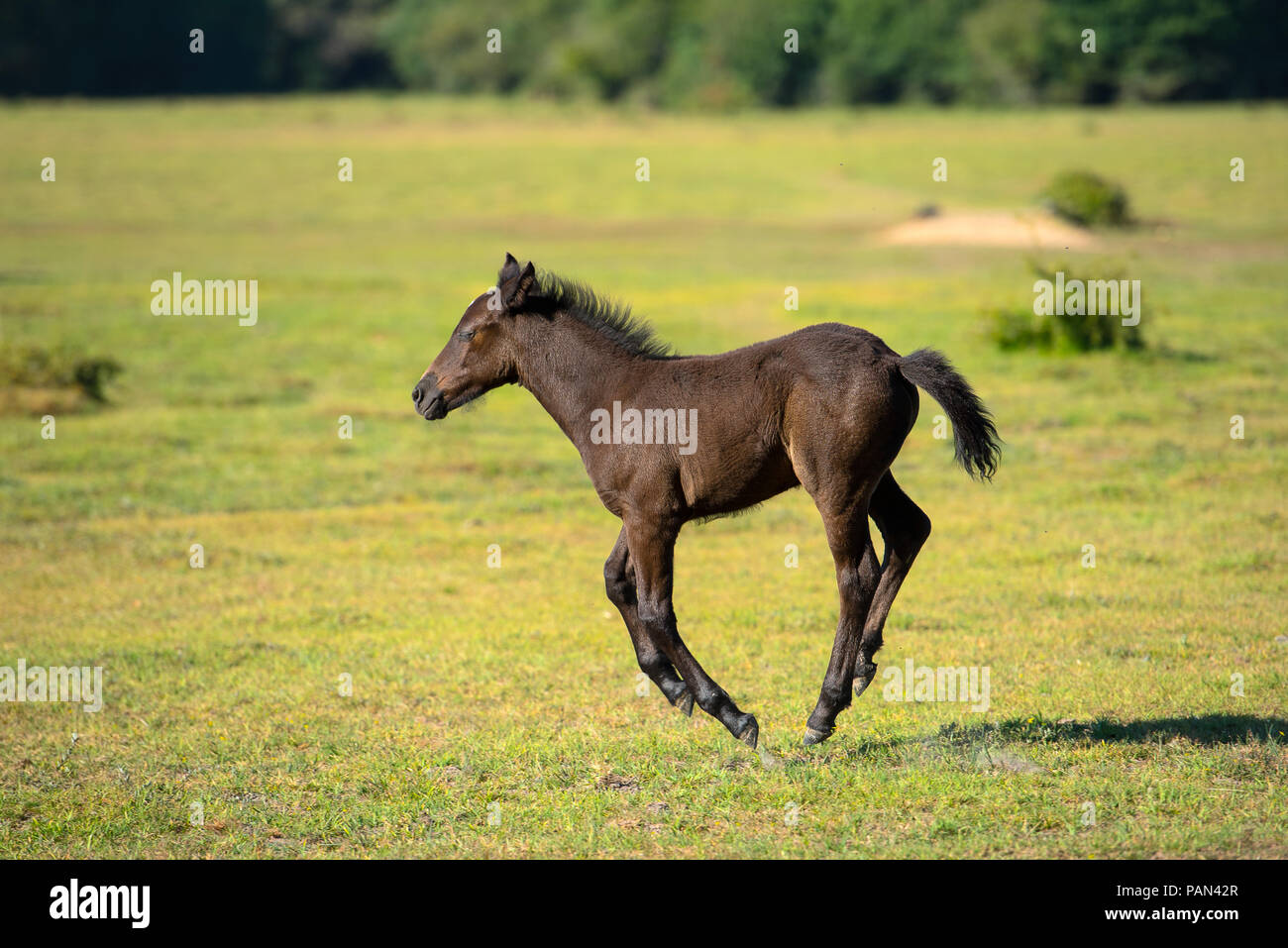 Young New Forest Foal at play Stock Photo - Alamy