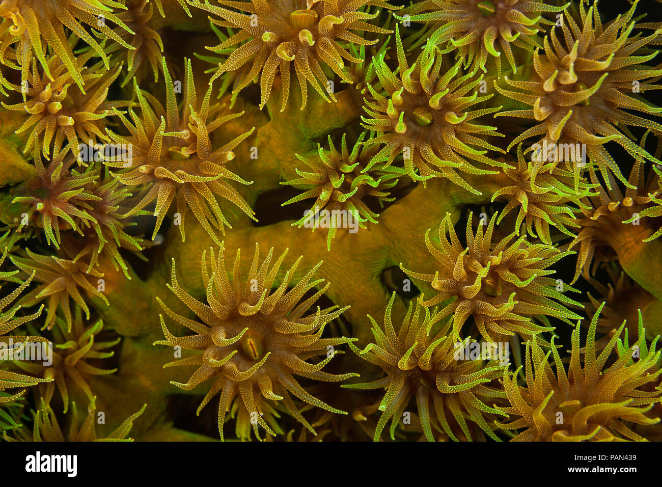 A colony of green tube coral, Tubastrea micrantha, feeding at night ...