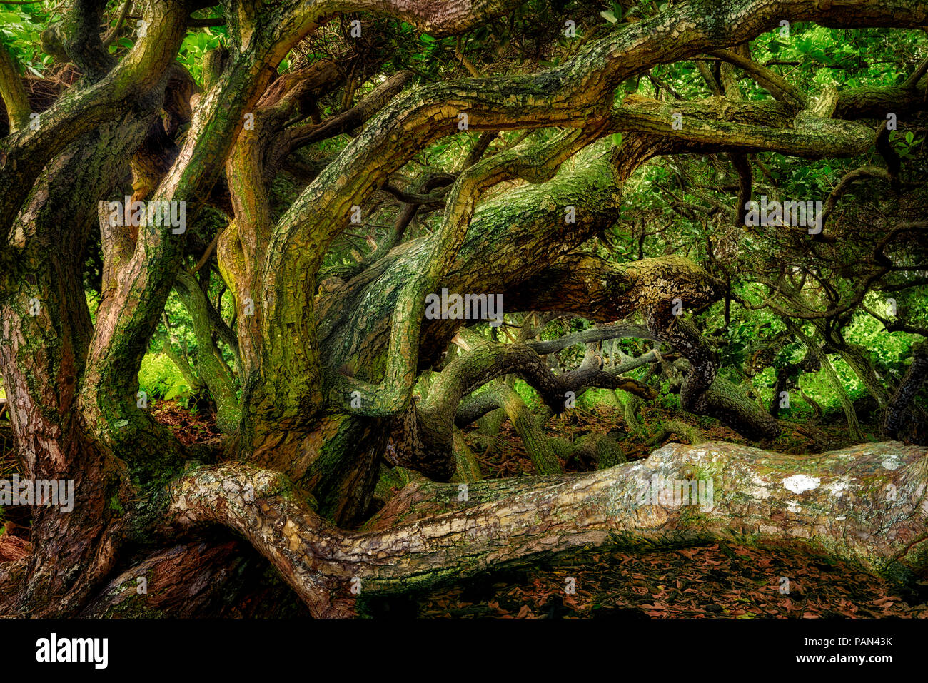Wildly branching fig tree in Isaac Hale Beach Park, Near Pahoa, Hawaii ...