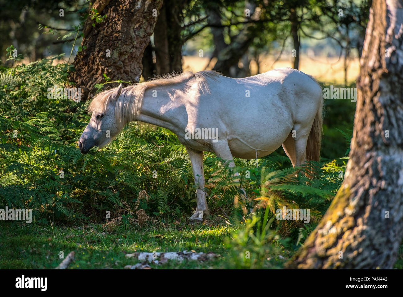White New Forest Pony grazing Stock Photo - Alamy