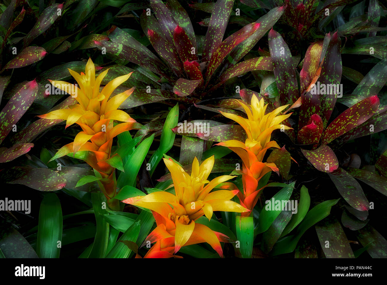 Orange Bromeliads. Hawaii Tropical Botanical Gardens, The Big Island ...