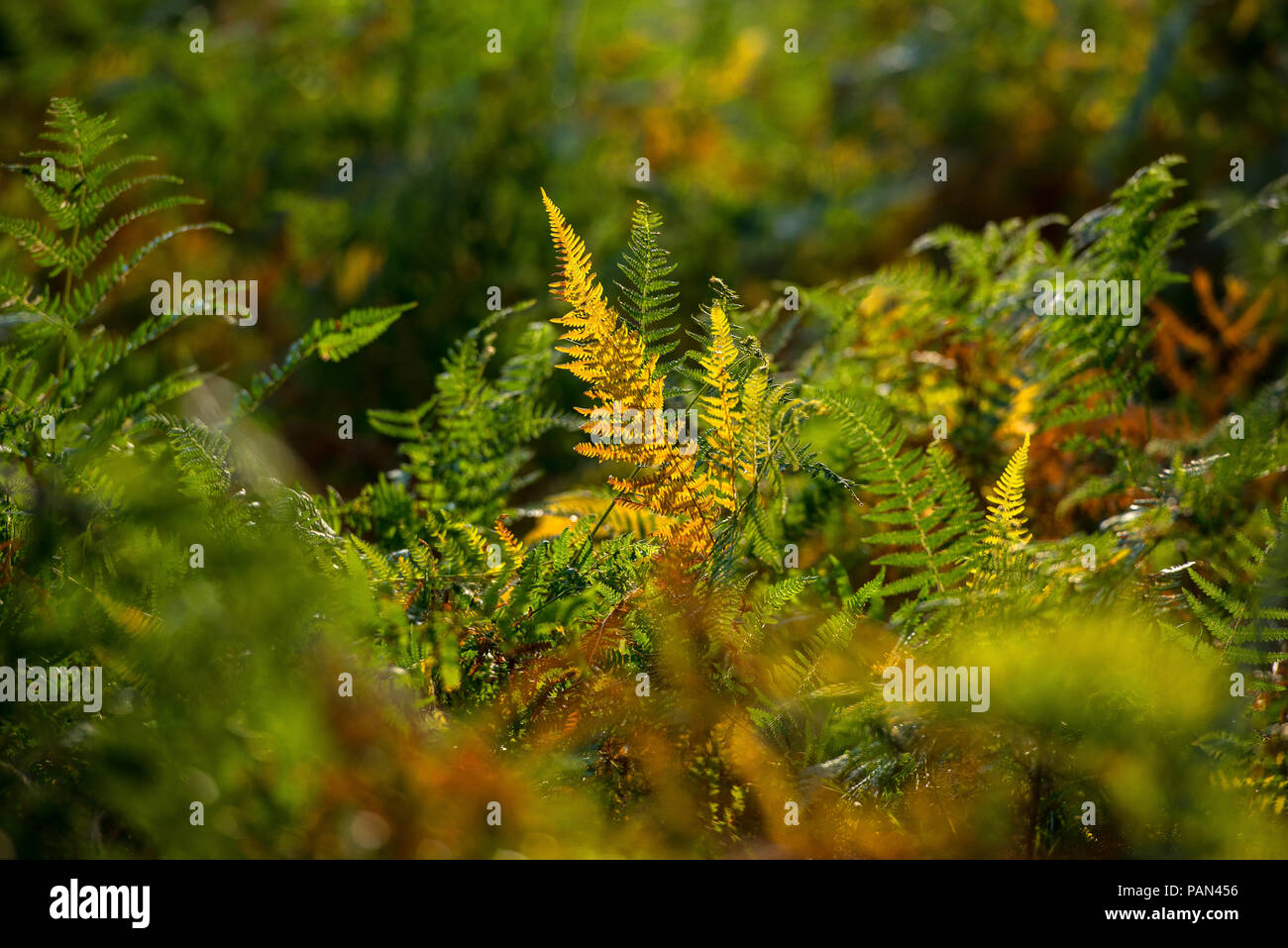 Woodland ferns hi-res stock photography and images - Alamy