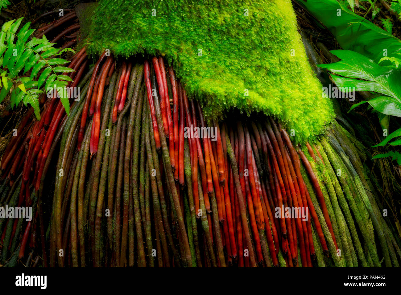 Exposed roots of Coconut Palm tree. Hawaii Tropical Botanical Gardens ...