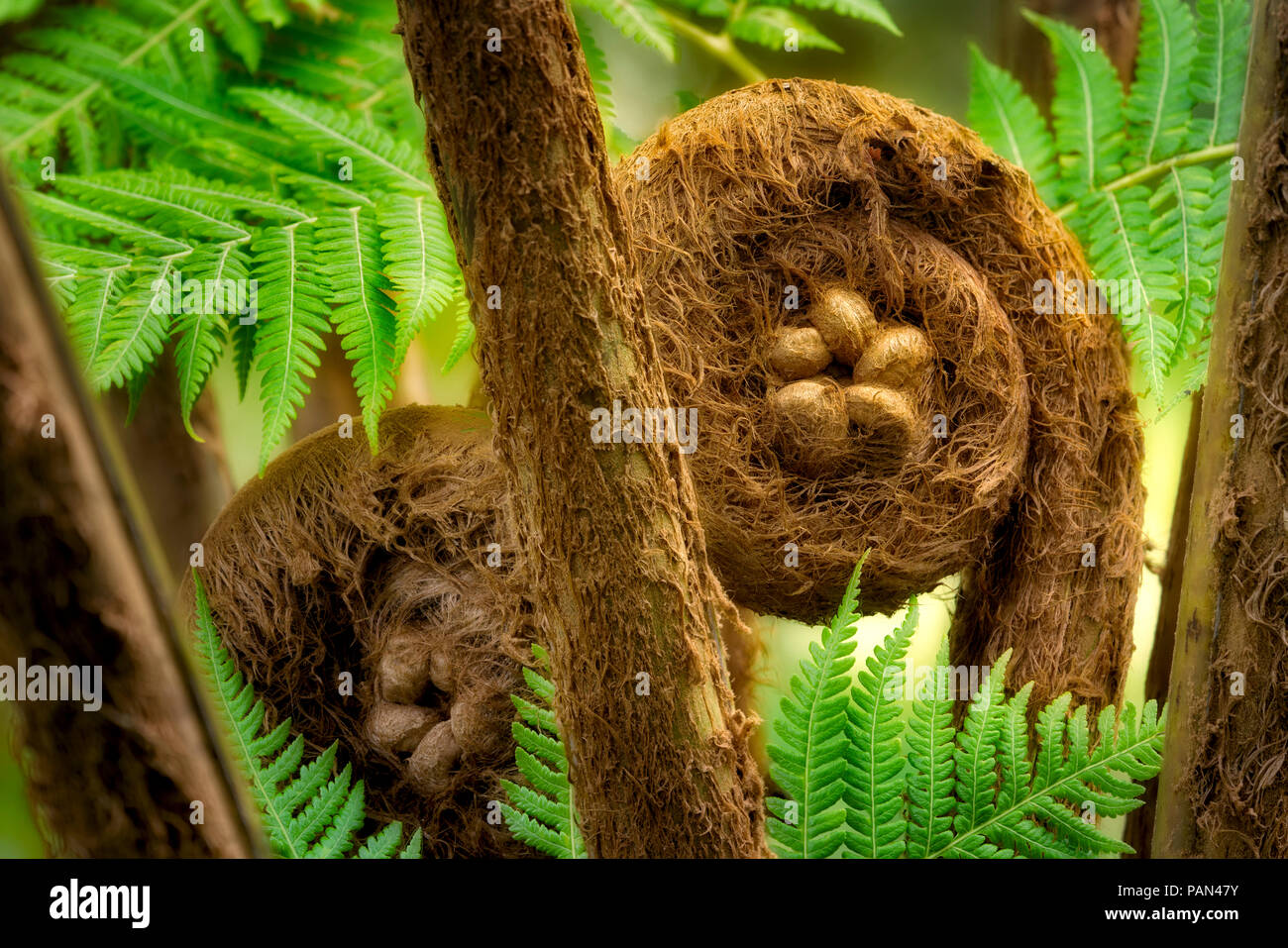 Hapuu fern hi-res stock photography and images - Alamy