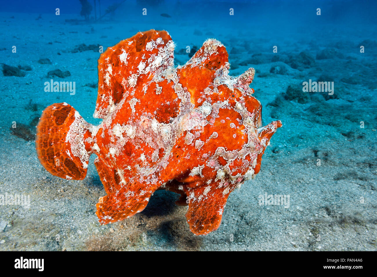 Commerson's Frogfish, Antennarius commersoni, come in a variety of ...