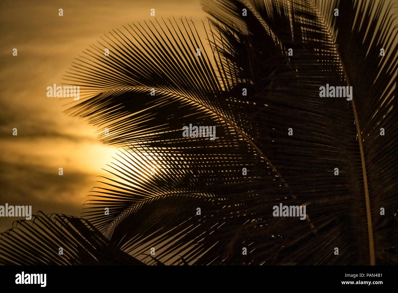 Palm tree with moon hi-res stock photography and images - Alamy
