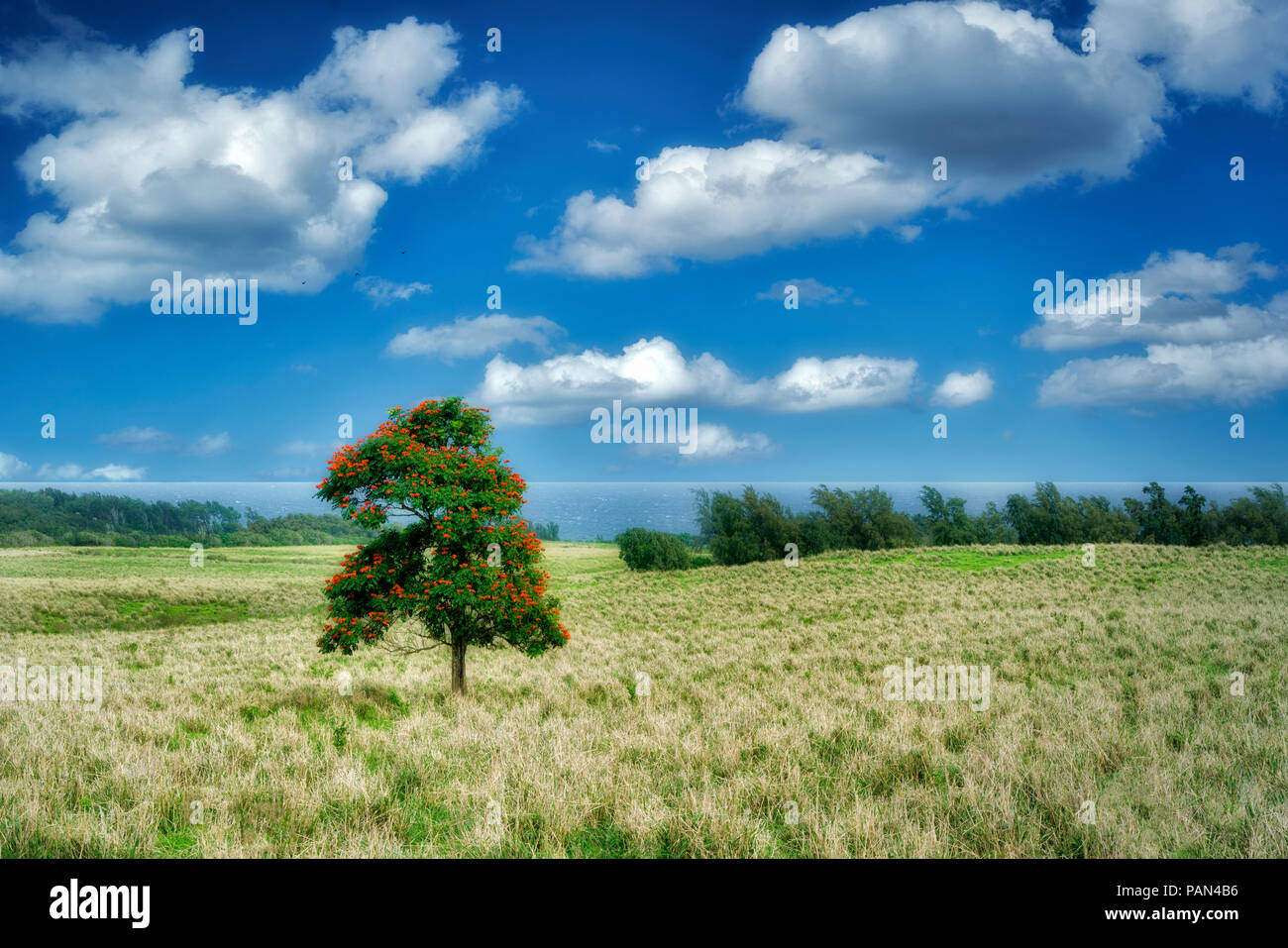African Tulip tree in pasture and ocean. Kohala Coast, Hawaii. The Big ...