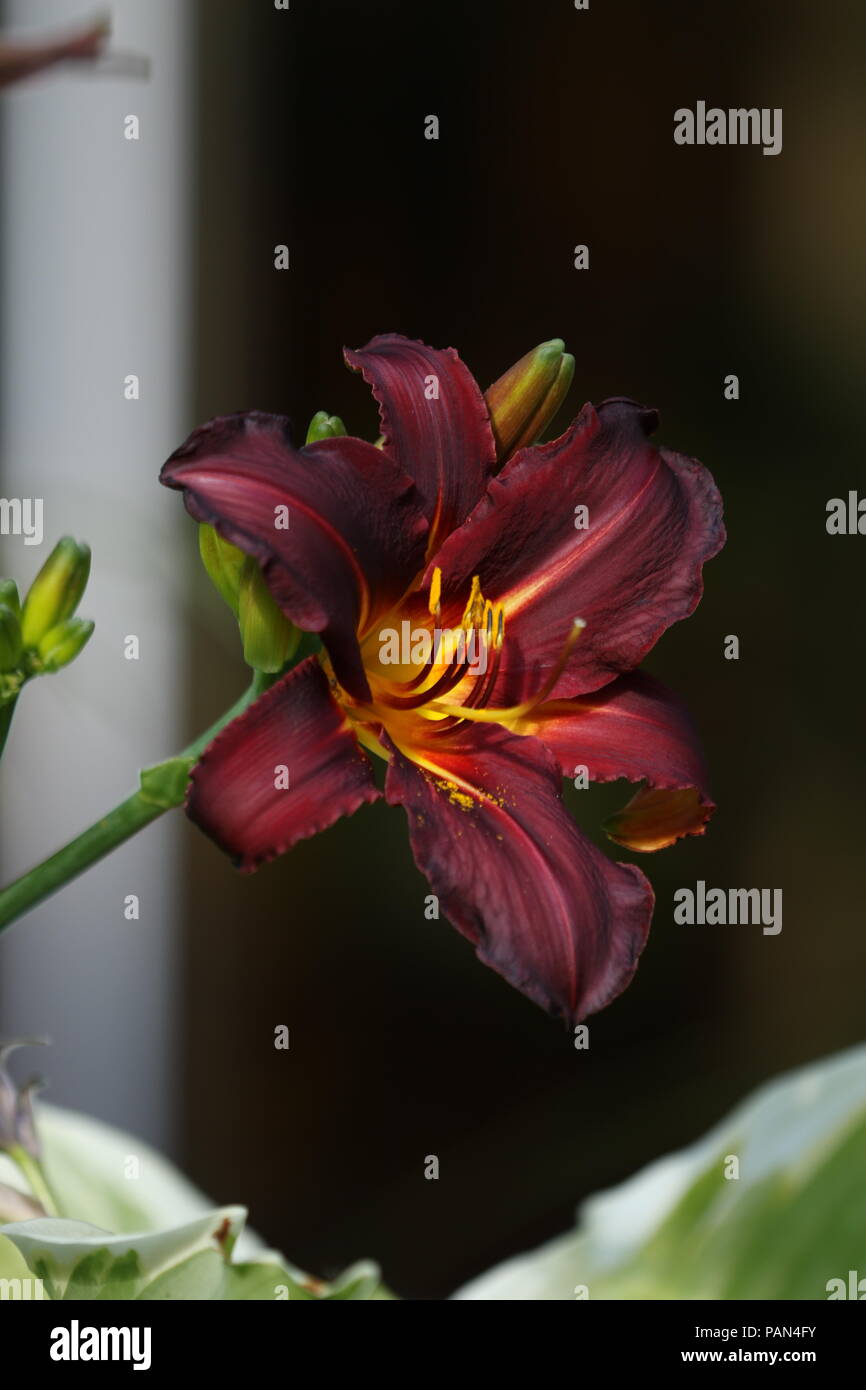 Quintessence hi-res stock photography and images - Alamy