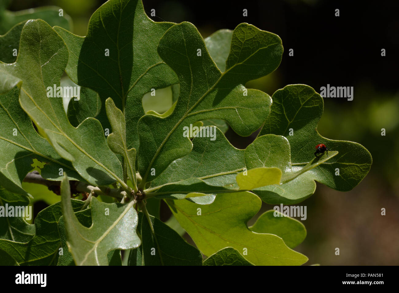 Quercus stellata leaves hi-res stock photography and images - Alamy