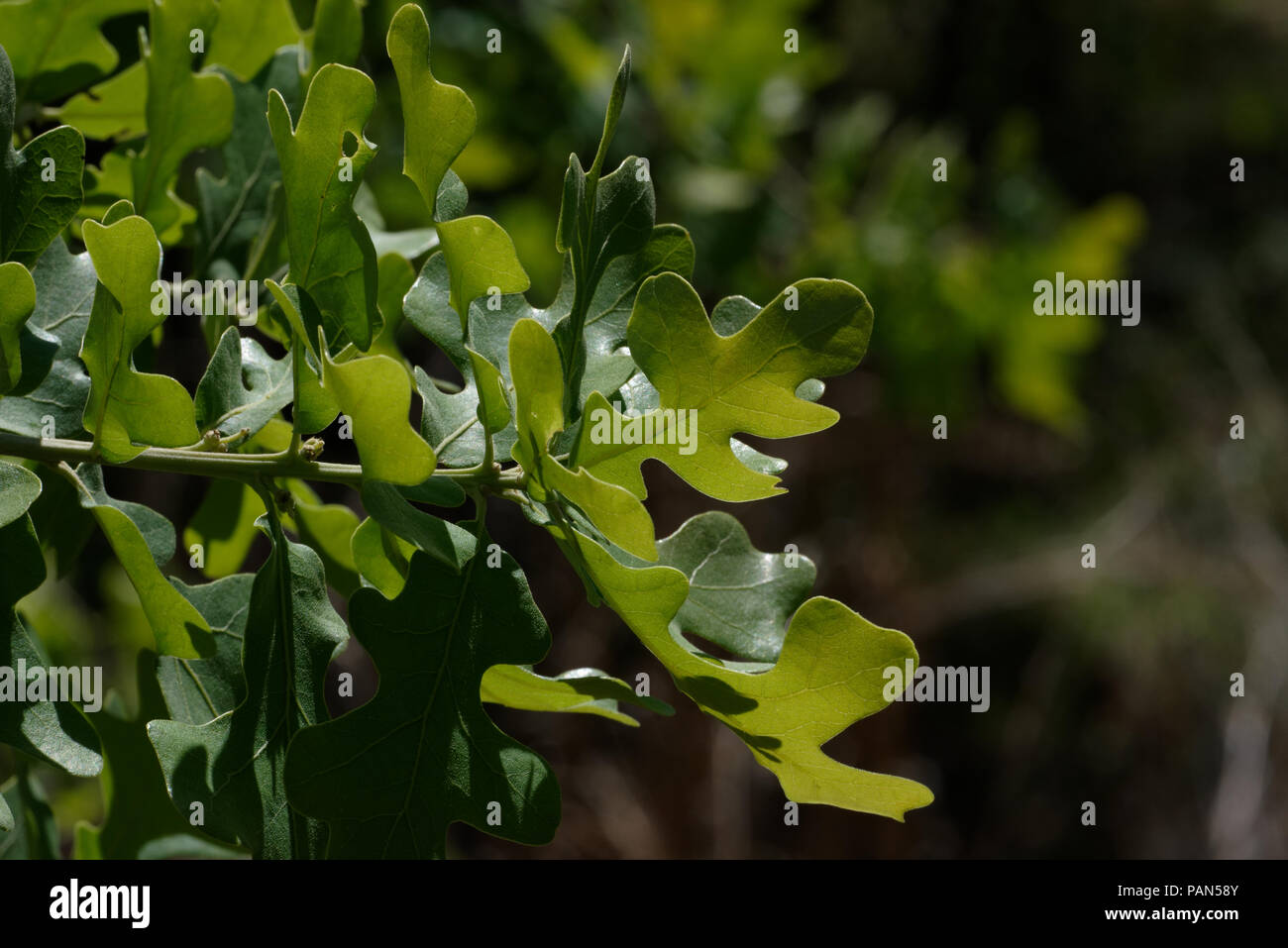 Post oak leaves Stock Photo - Alamy