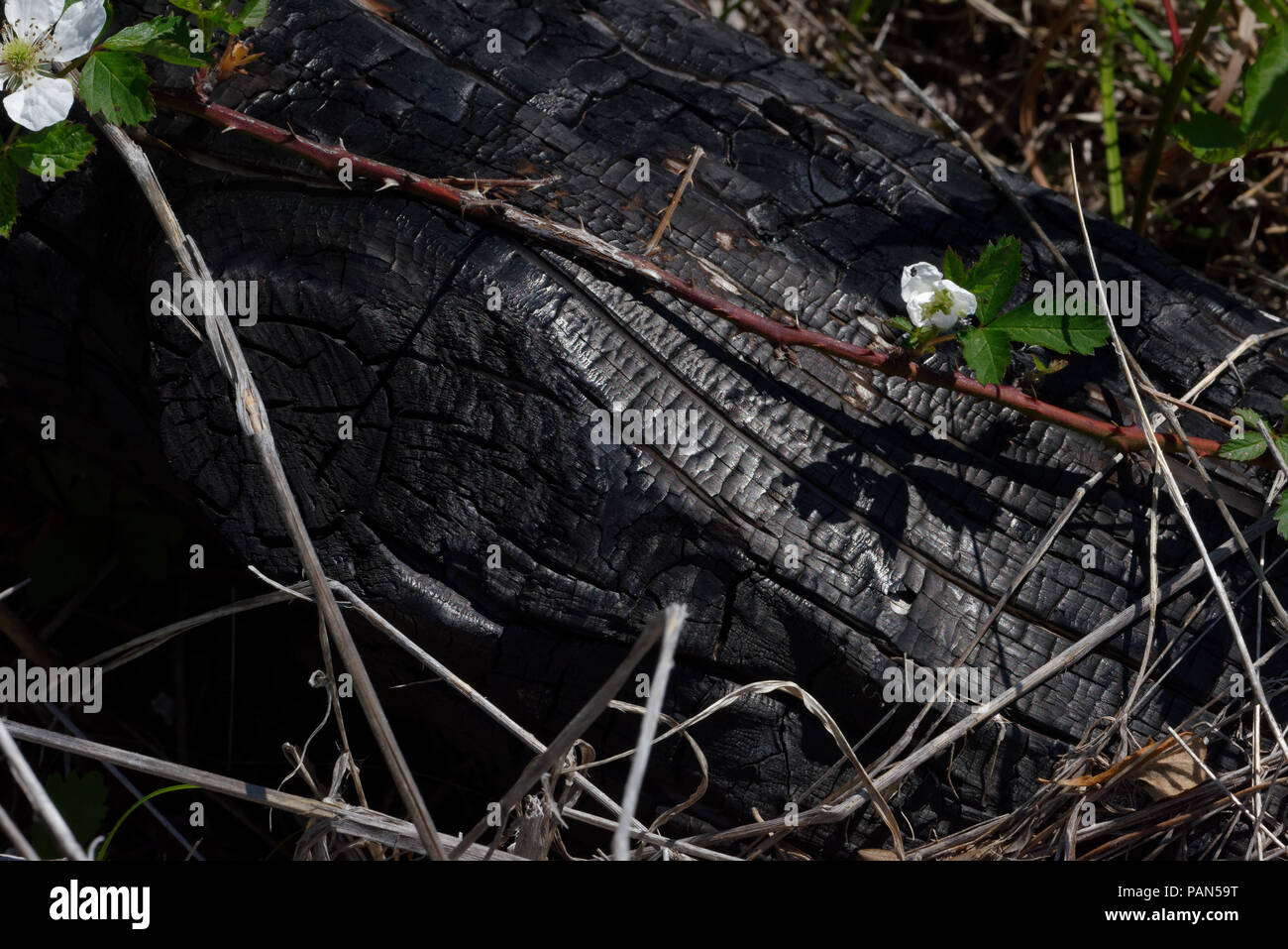 Charred tree trunk Stock Photo - Alamy
