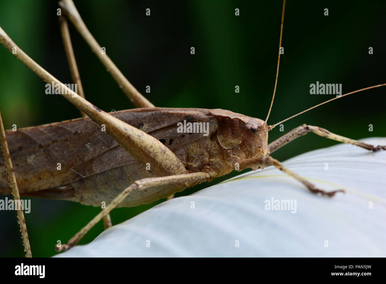 Long legged insect hi-res stock photography and images - Alamy