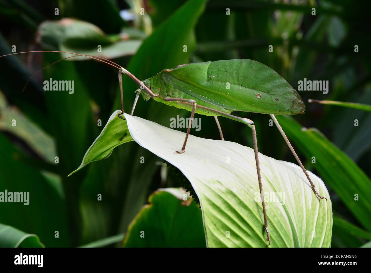 Giant katydid hi-res stock photography and images - Alamy