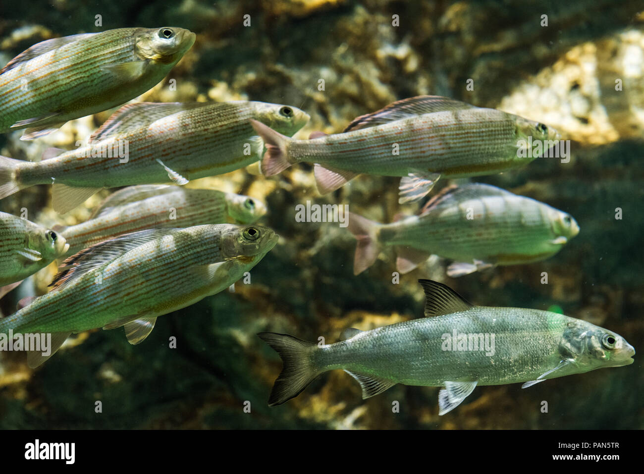 Grayling fish hi-res stock photography and images - Alamy