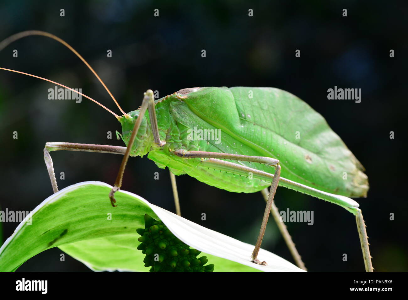 Gigantisk Katydid One Nice Bug Per Day — Giant Malaysian Katydid,