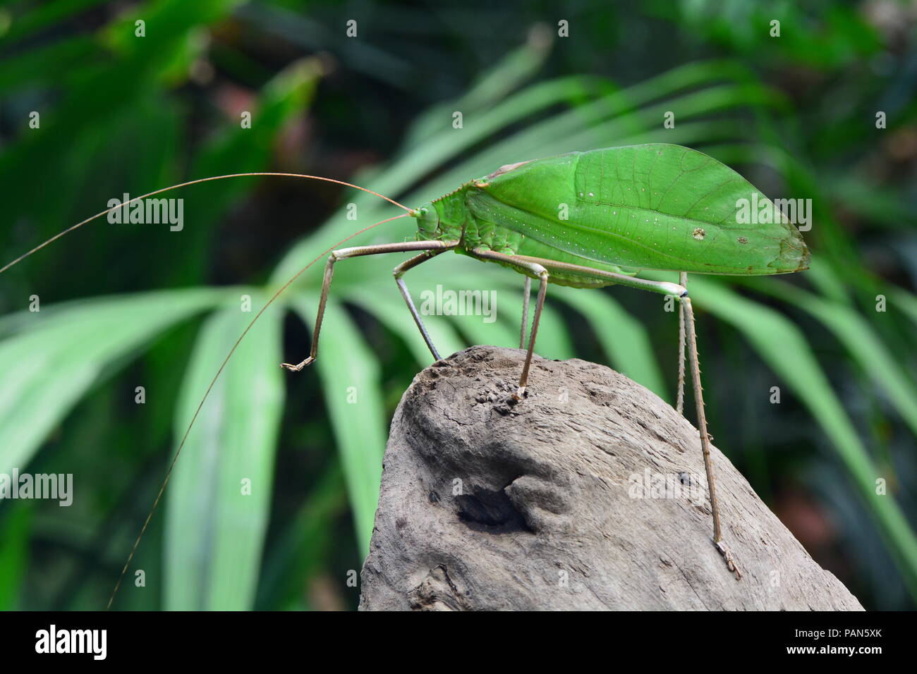 Giant long legged katydid hi-res stock photography and images - Alamy