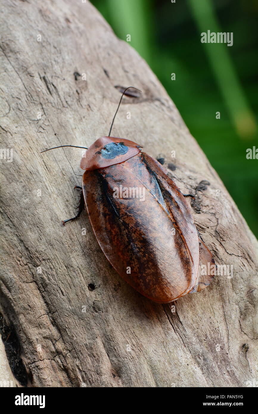 Giant cave cockroach poses for the camera Stock Photo - Alamy