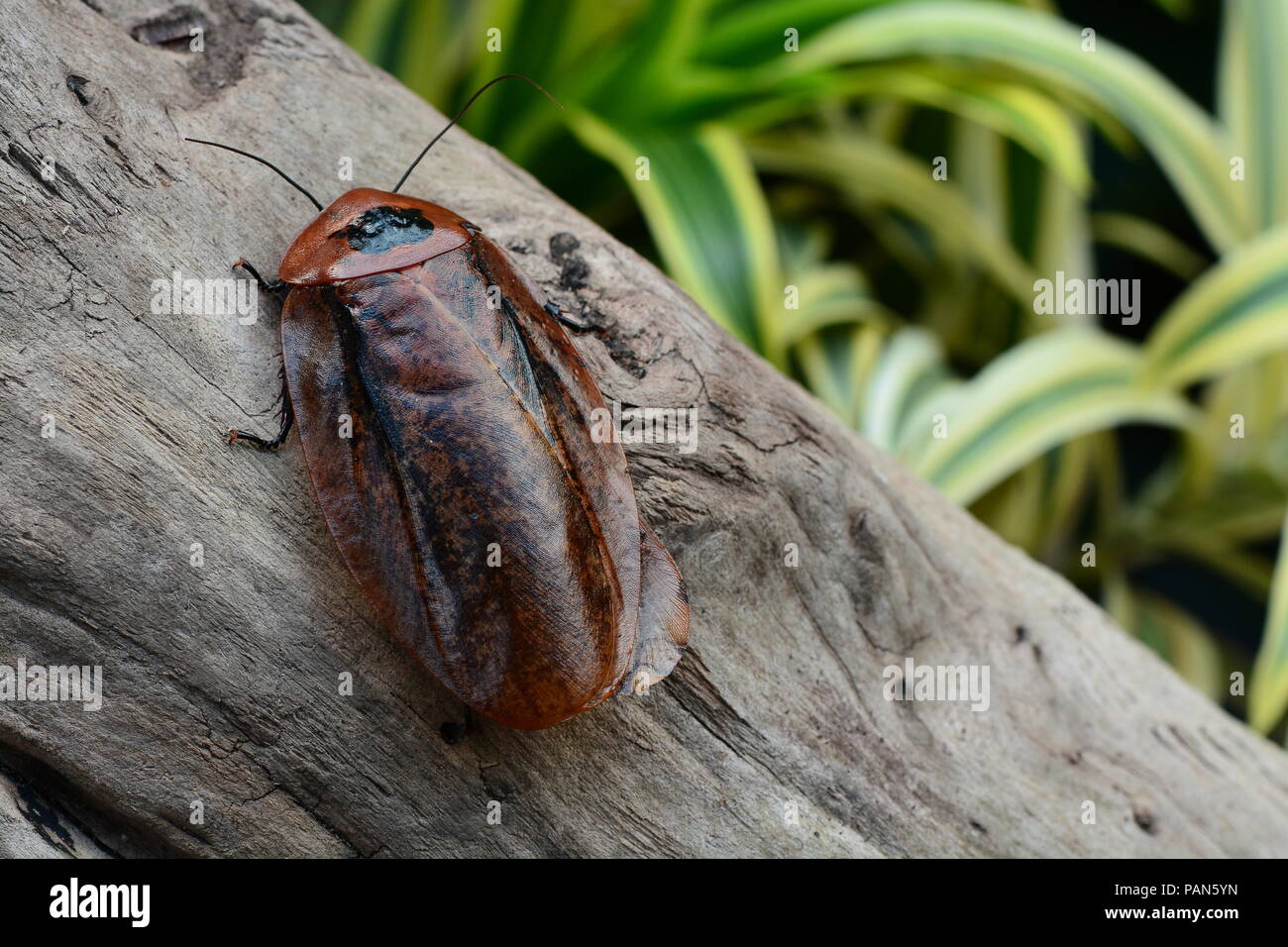 Giant cave cockroach poses for the camera Stock Photo - Alamy
