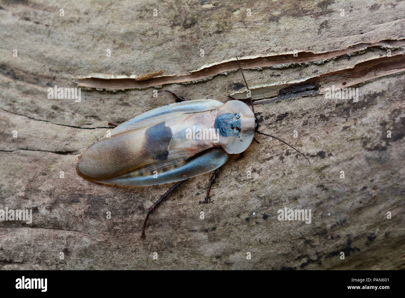 Giant cave cockroach poses for the camera Stock Photo - Alamy