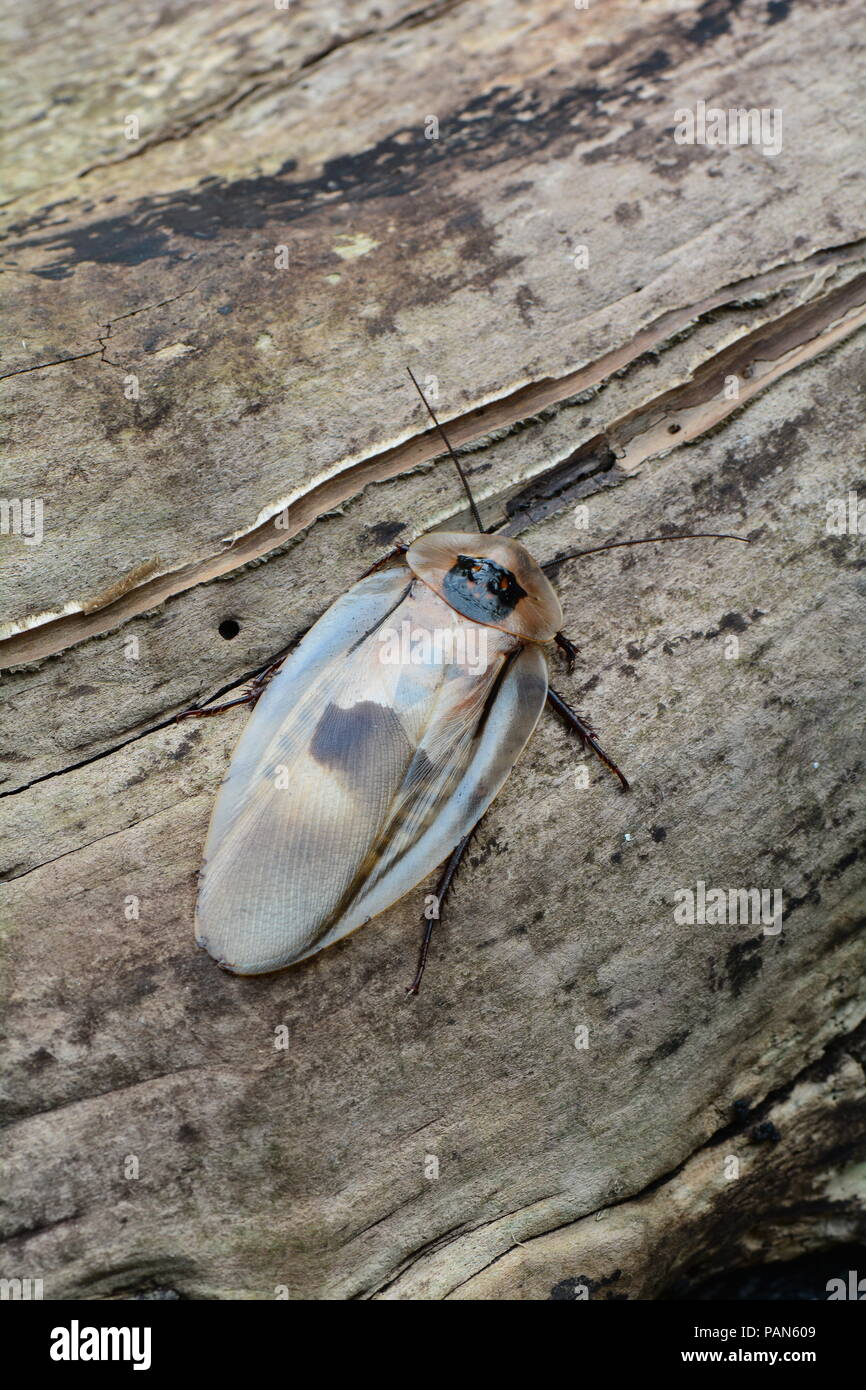 Giant cave cockroach poses for the camera Stock Photo - Alamy