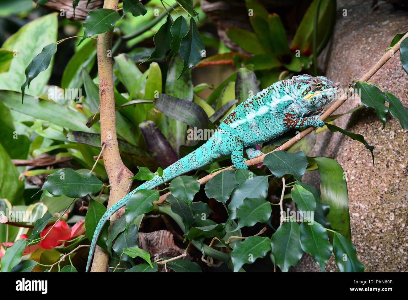 Zygodactylous feet hi-res stock photography and images - Alamy