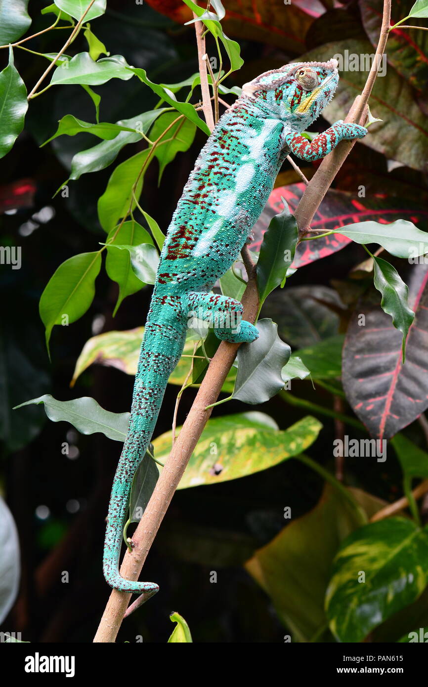 Zygodactylous feet hi-res stock photography and images - Alamy