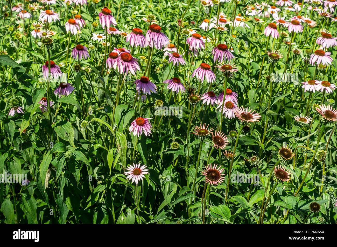 Dense planting hi-res stock photography and images - Alamy