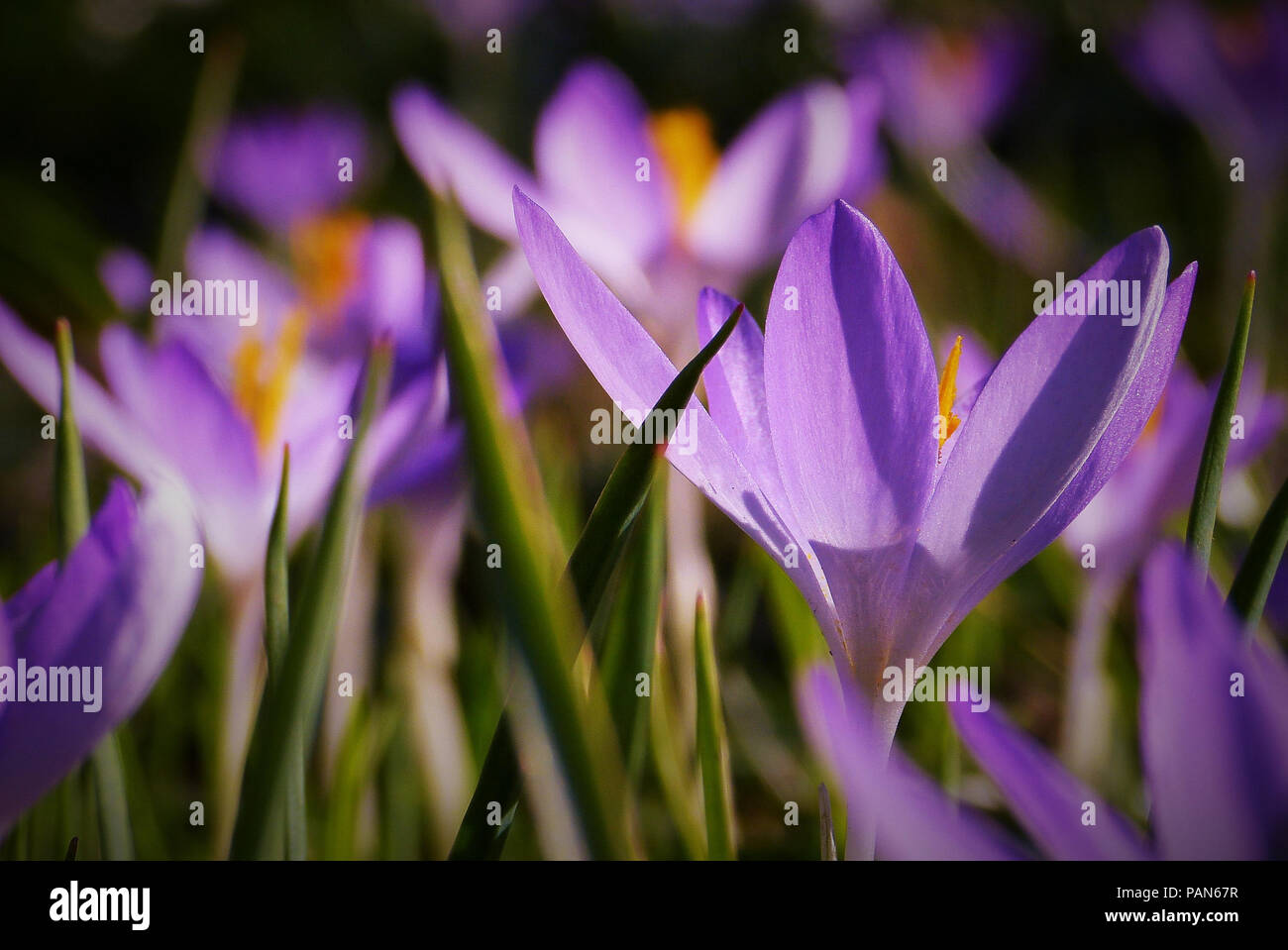 Vibrant crocus hi-res stock photography and images - Alamy