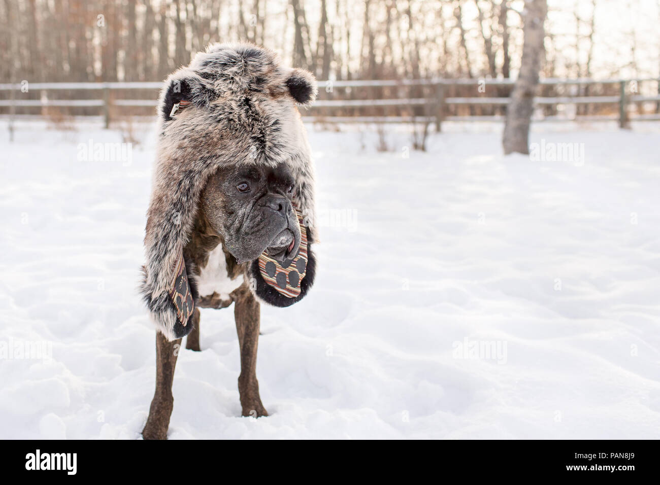 boxer dog wearing bear hat in the snow in winter Stock Photo - Alamy