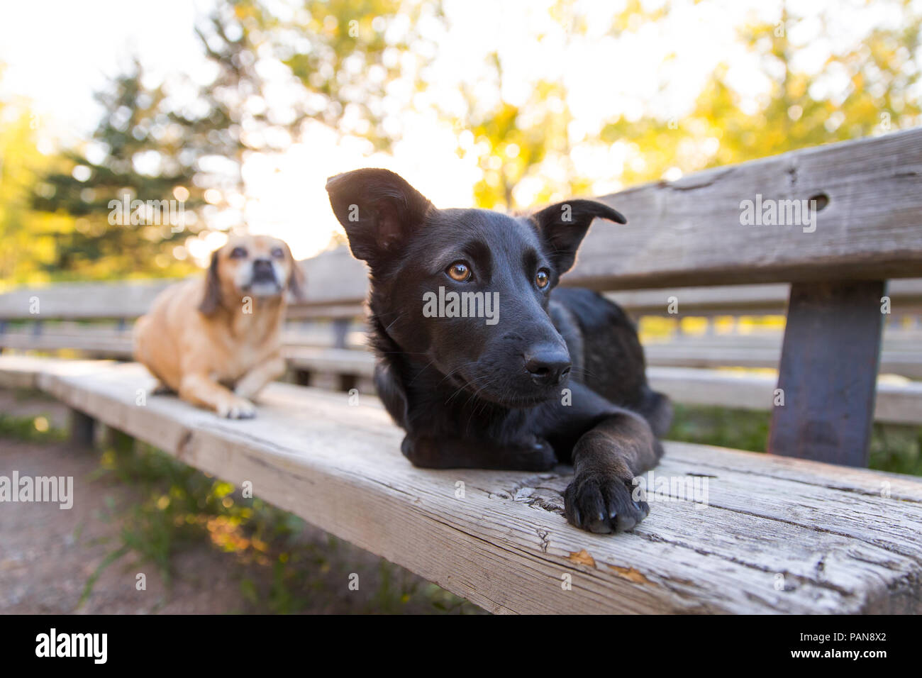 two dogs laying on wooden bench in the park Stock Photo - Alamy