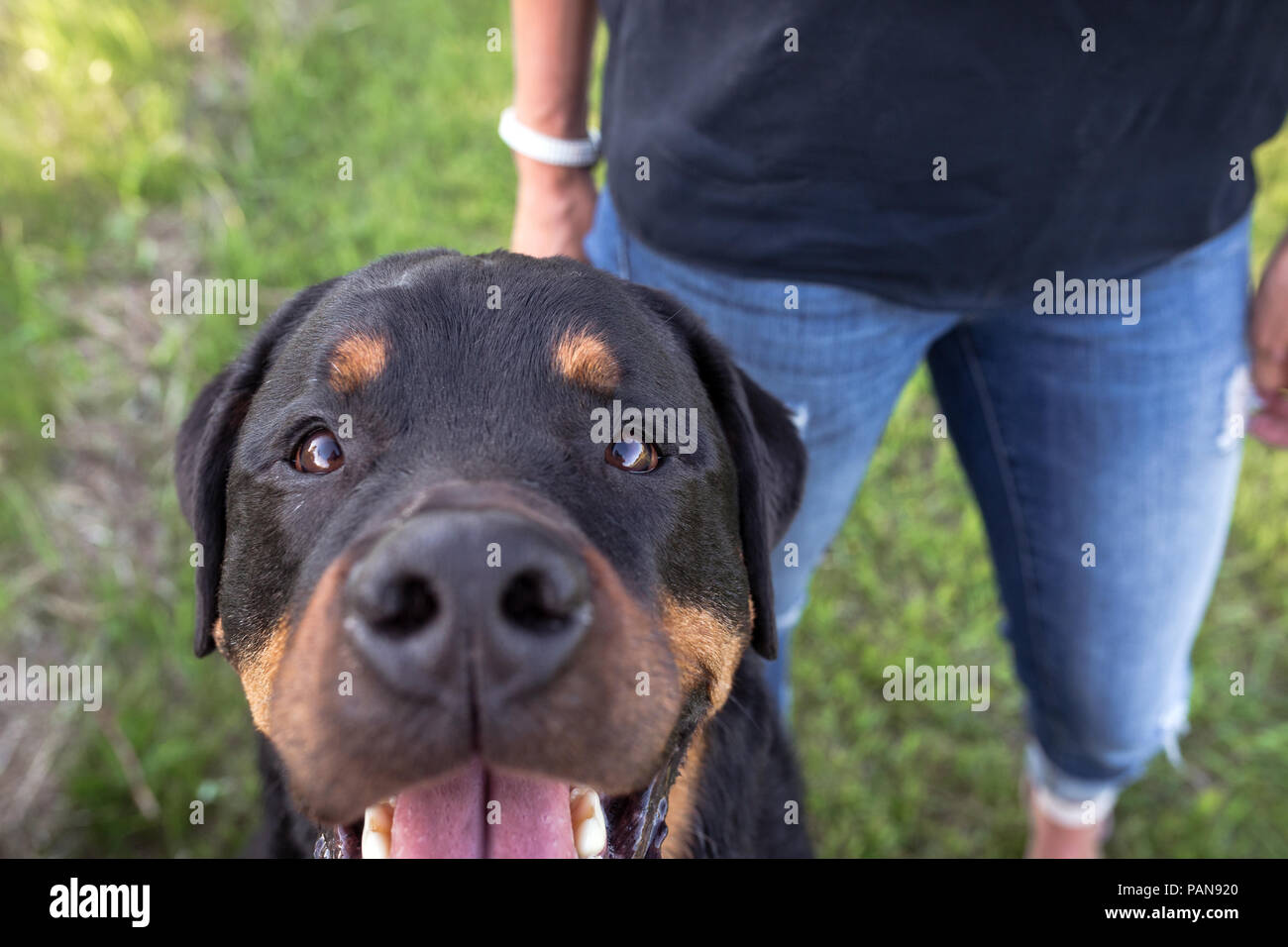 Female rottweiler hi-res stock photography and images - Alamy