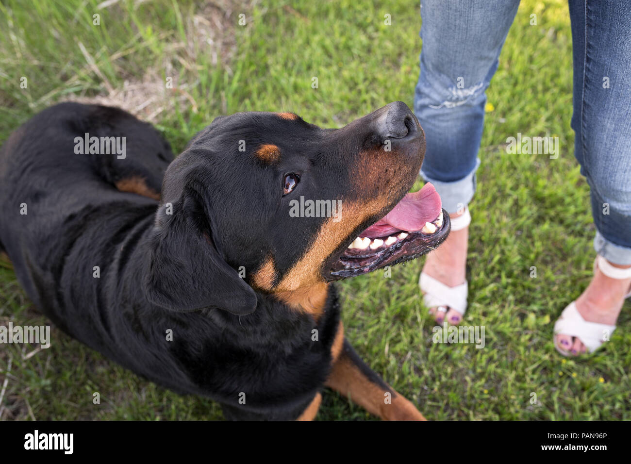 Rottweiler lying down hi-res stock photography and images - Alamy