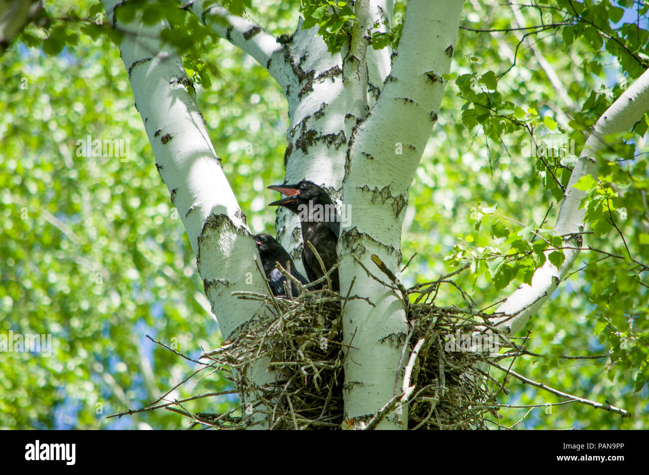 The baby bird a bird small sits on a tree a birch Stock Photo - Alamy