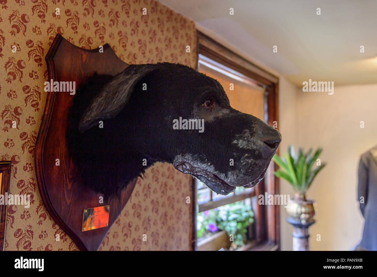 LONDON, ENGLAND - JUL 22, 2016: Baskerville dog in the Sherlock Holmes ...