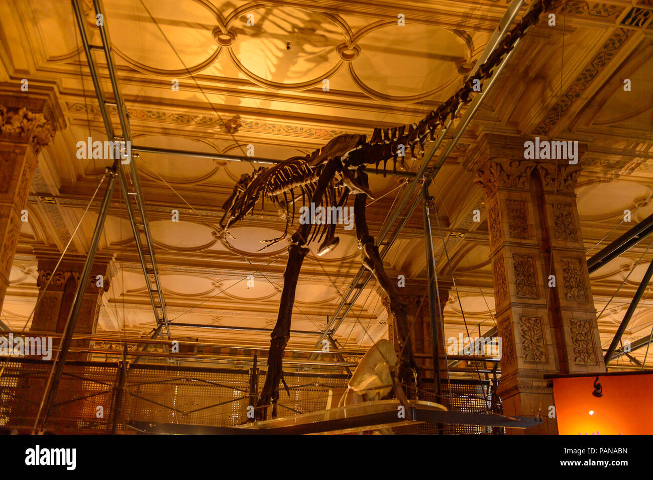 National History Museum London Dinosaur High Resolution Stock ...