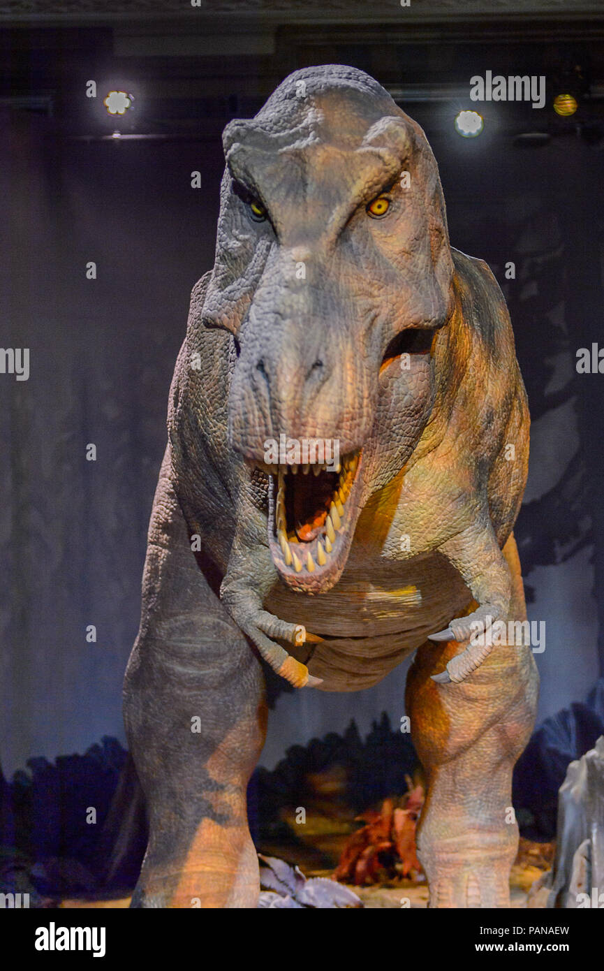 National history museum london t rex hi-res stock photography and ...