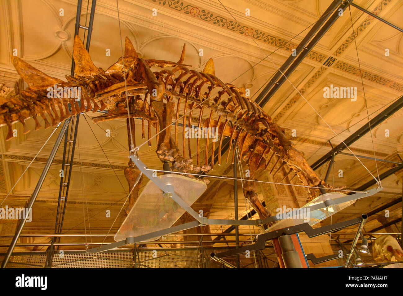 Dinosaur Exhibit Skeleton Museum Stock Photos & Dinosaur Exhibit ...