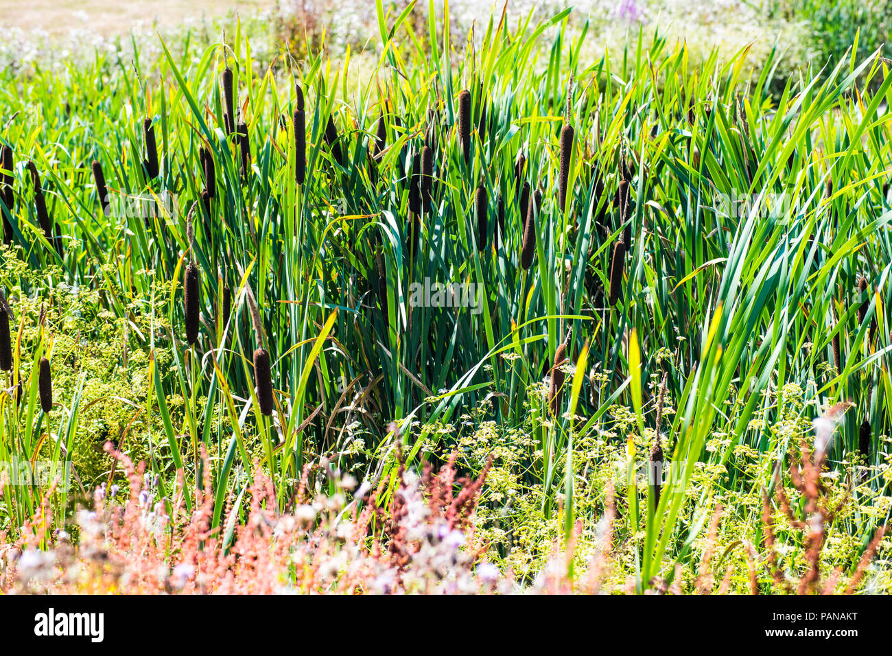 Mace exhibition hi-res stock photography and images - Alamy