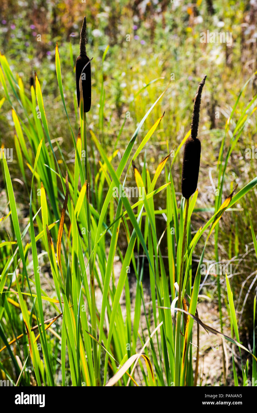 Bulrush Poster and background - showing Reed Mace beds on Crowhurst ...