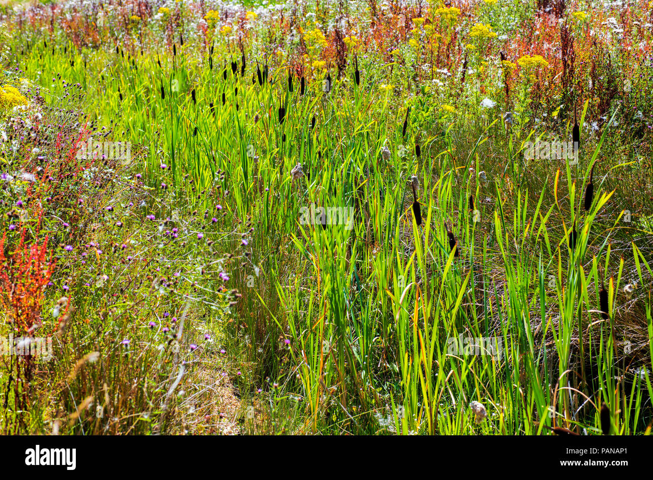 Bulrush Poster and background - showing Reed Mace beds on Crowhurst ...