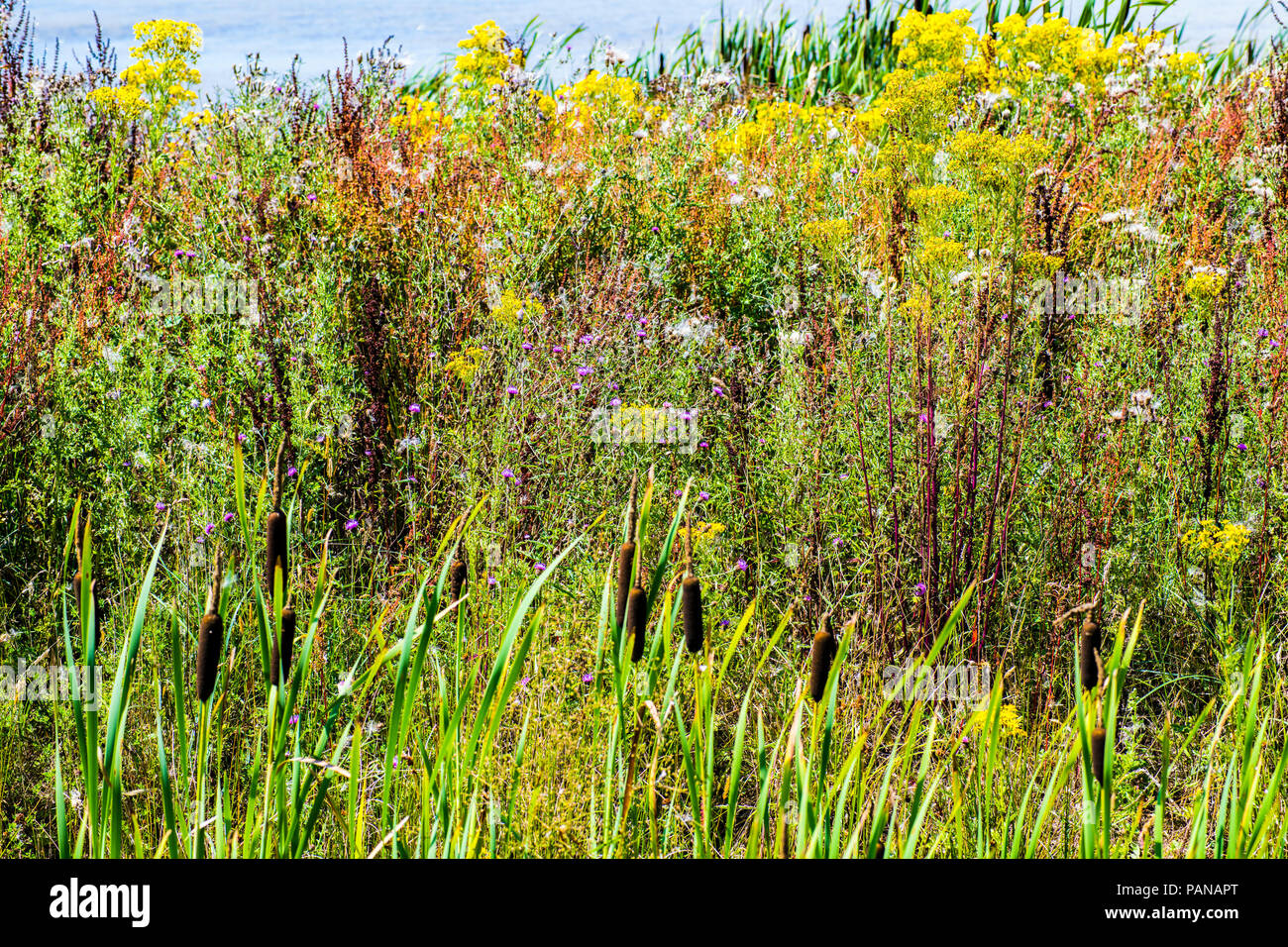 Crowhurst lake hi-res stock photography and images - Alamy