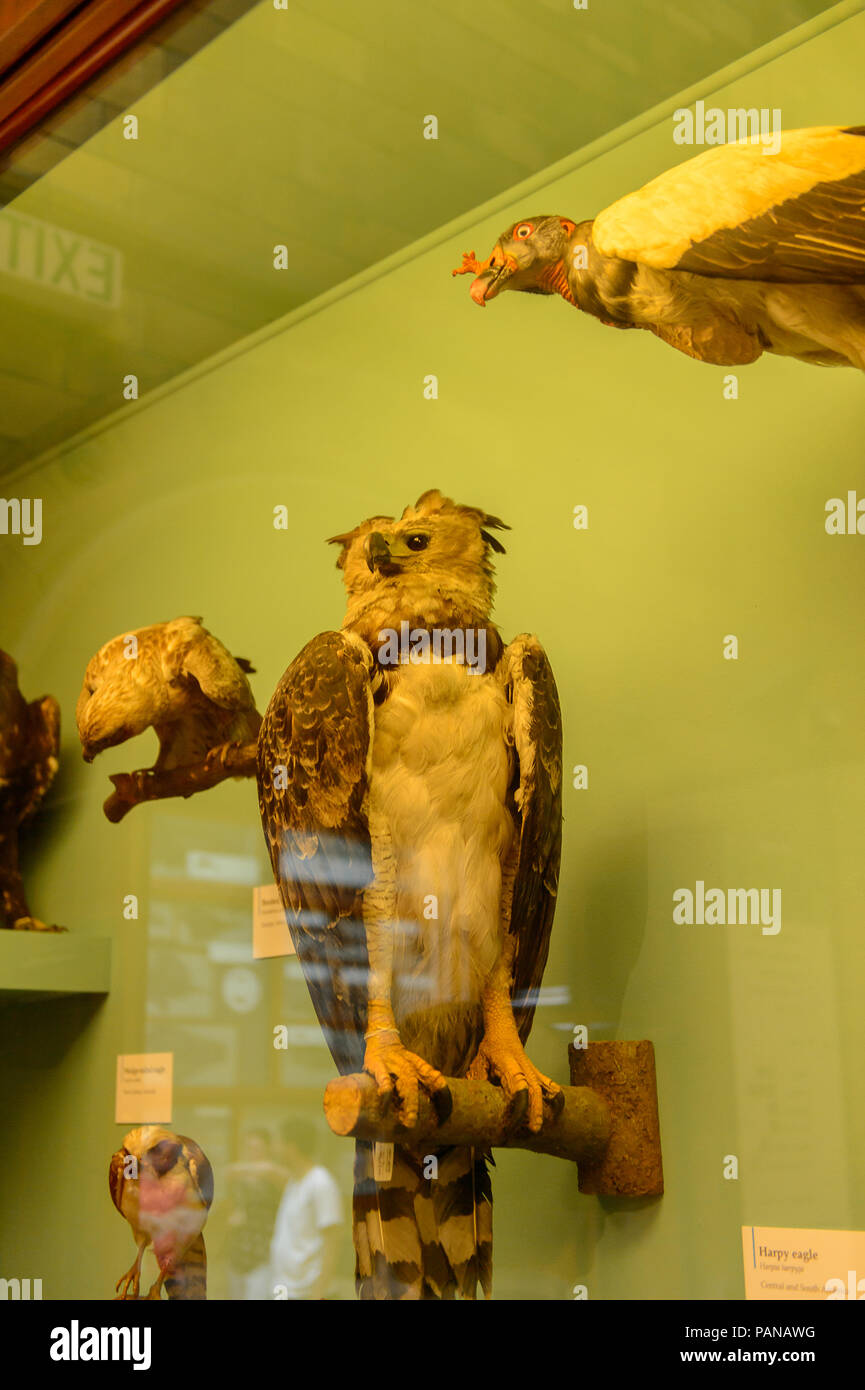 Natural history museum london bird room hi-res stock photography and ...
