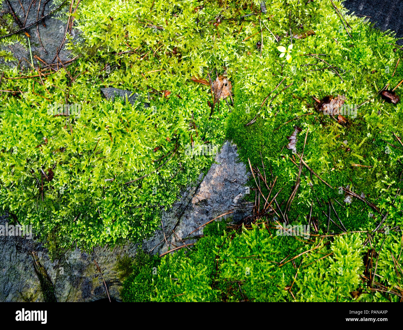 Sprig with the fruit of Common Kruger (Frangula alnus Mill.) On a ...