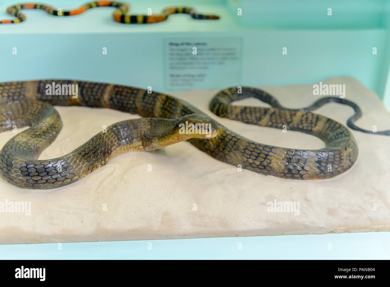 LONDON, ENGLAND - JUL 23, 2016: Snake at the Reptiles area at the ...
