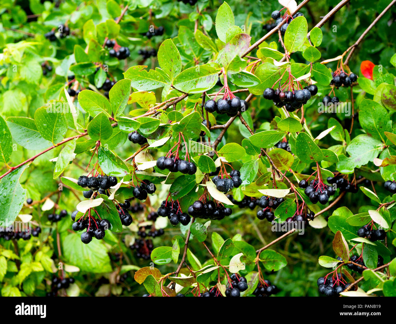Sprig with the fruit of Common Kruger (Frangula alnus Mill.) On a ...