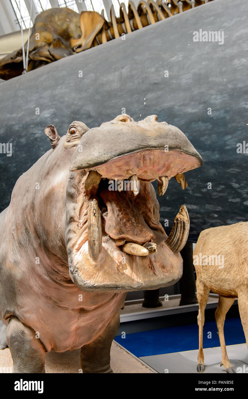 Hippopotamus museum natural history museum hi-res stock photography and ...