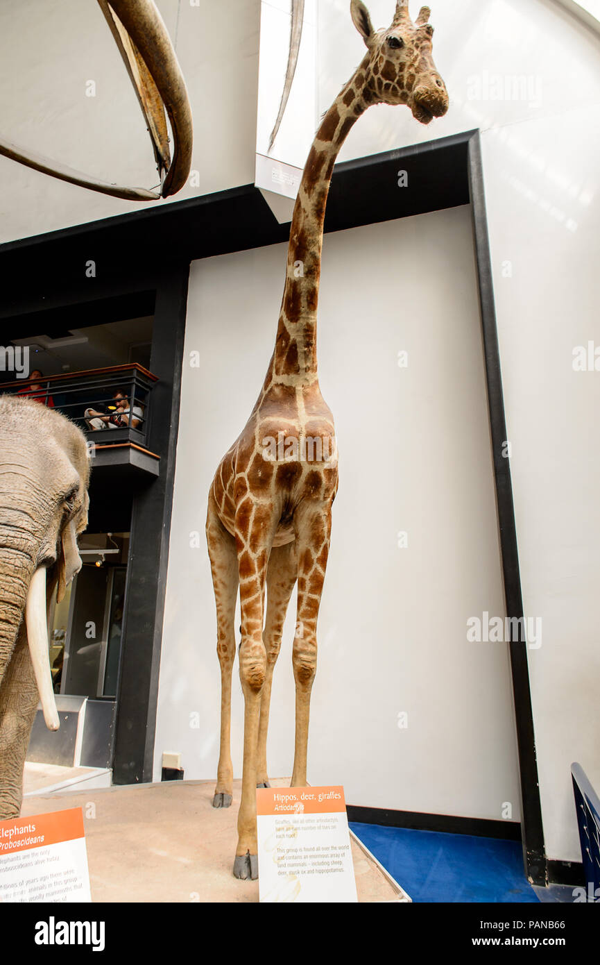 LONDON, ENGLAND - JUL 23, 2016: Giraffe at the Zoological part of the ...