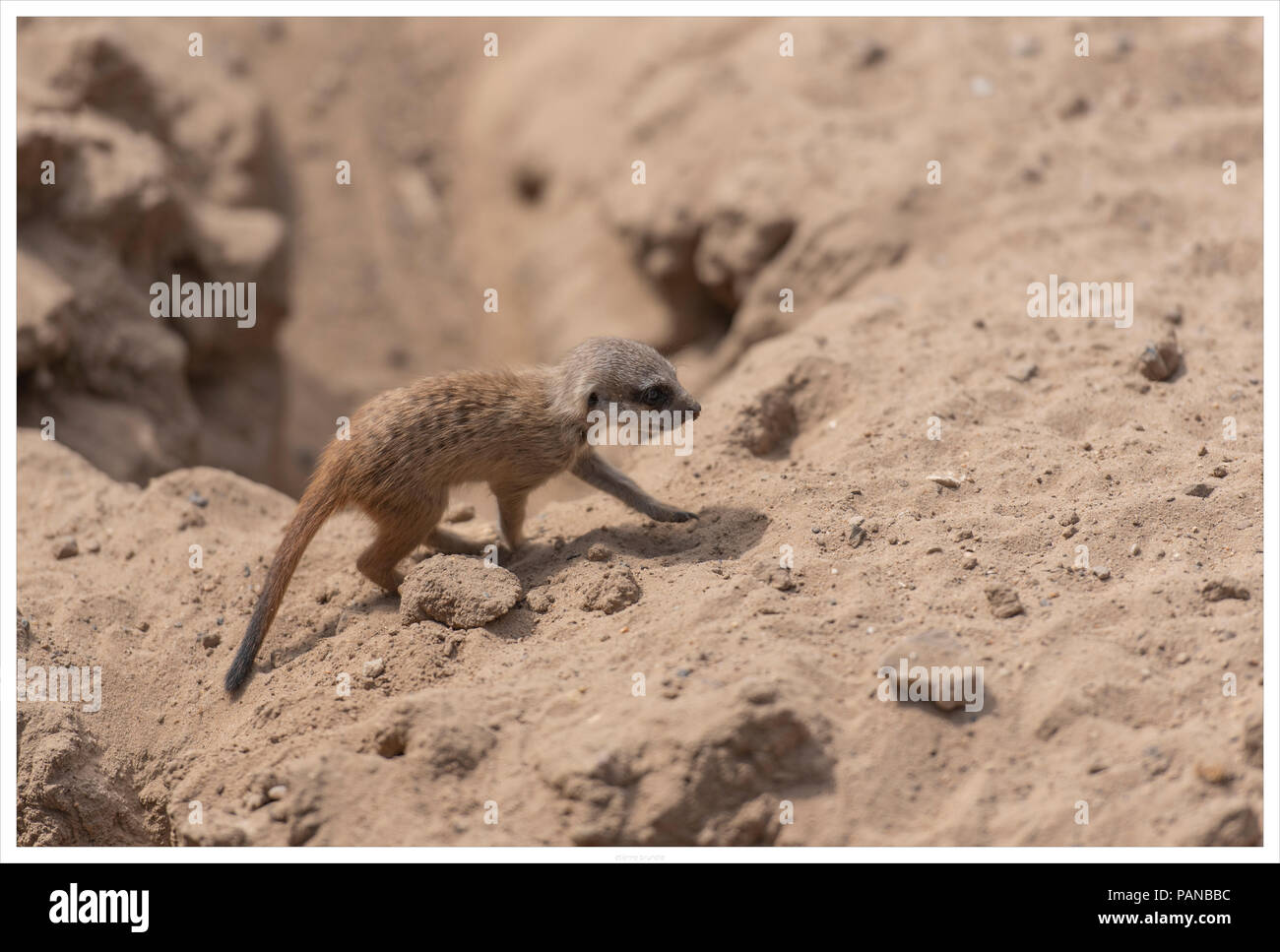 Suricata suricate hi-res stock photography and images - Alamy