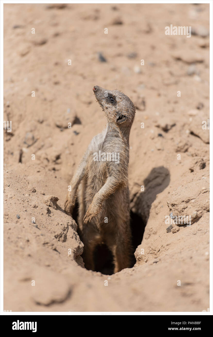 Suricata suricate hi-res stock photography and images - Alamy