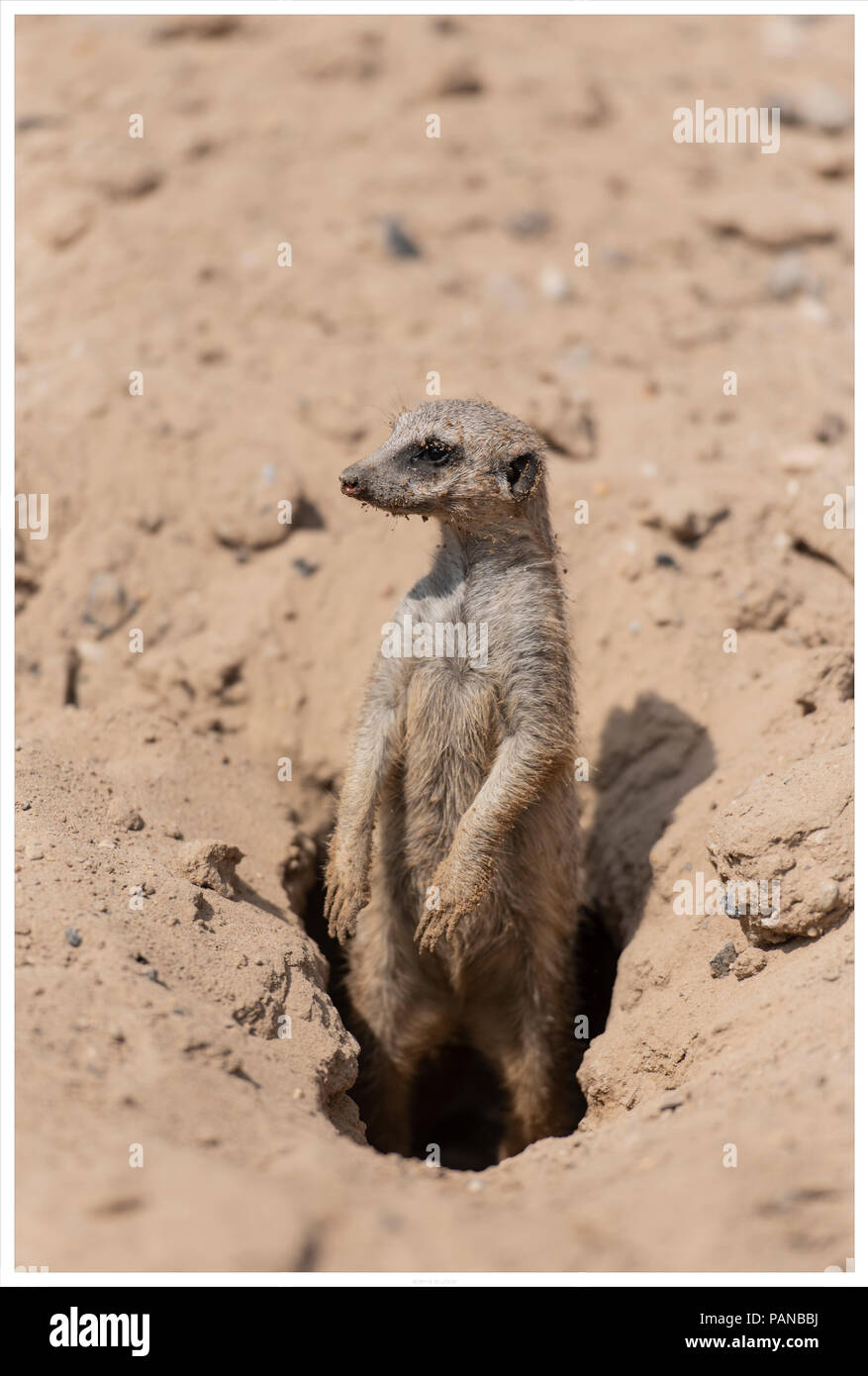 Suricate sit on the sand Stock Photo - Alamy